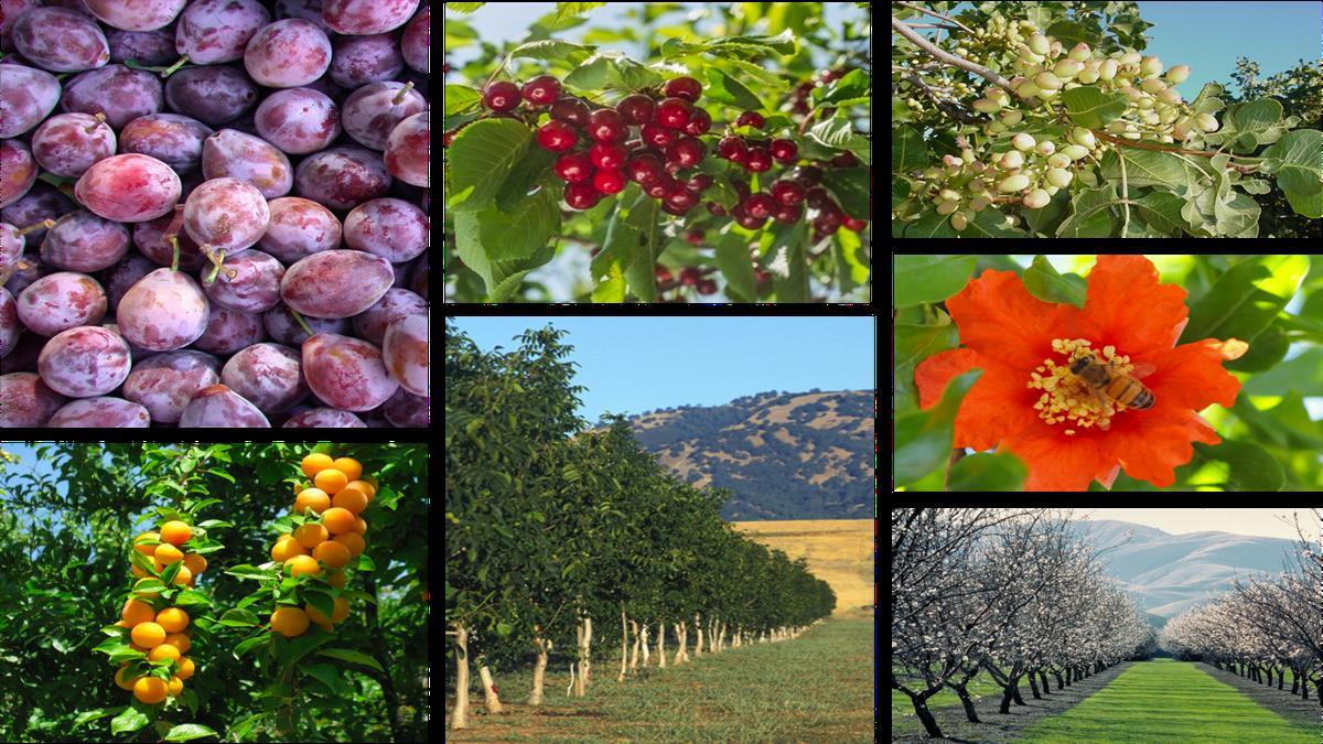 UC Davis Registration